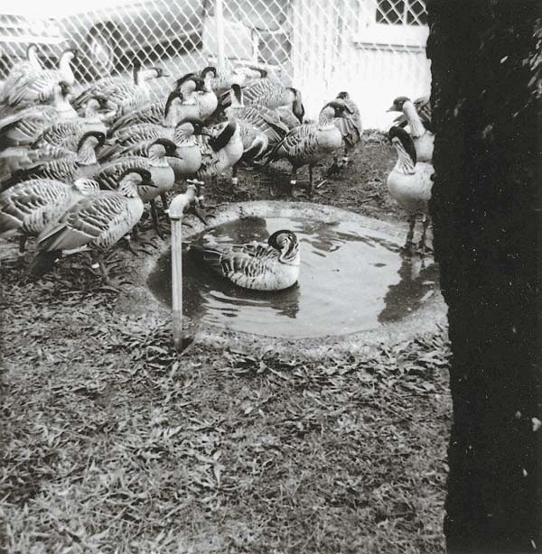 Nene down-listed from endangered to threatened | News, Sports, Jobs ...